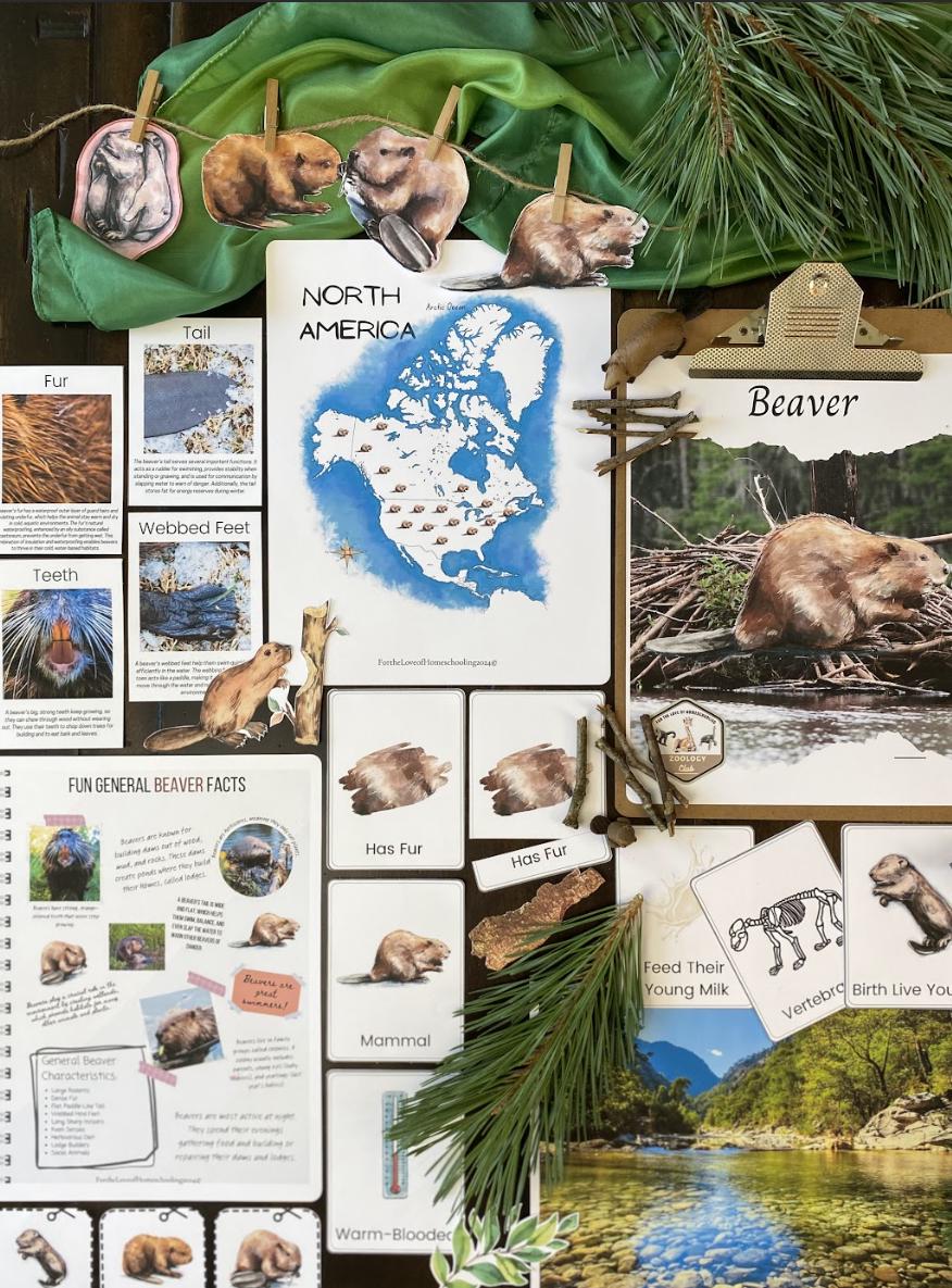 Beaver Nature Study - Etsy
