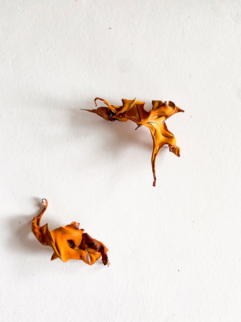 Minimalistic Leaves Photography, Digital Download, Wall Decor - Etsy