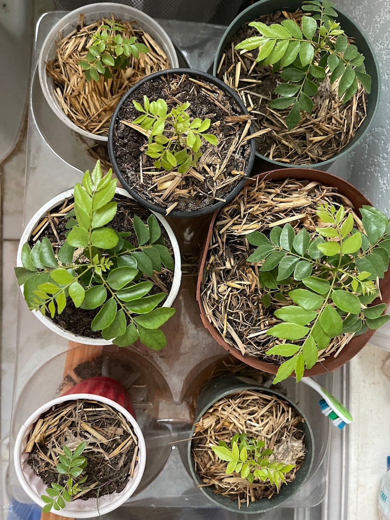 Curry Leaf Seedlings 1” to 4” (or 10 Seeds From 2024) and Mosquito ...