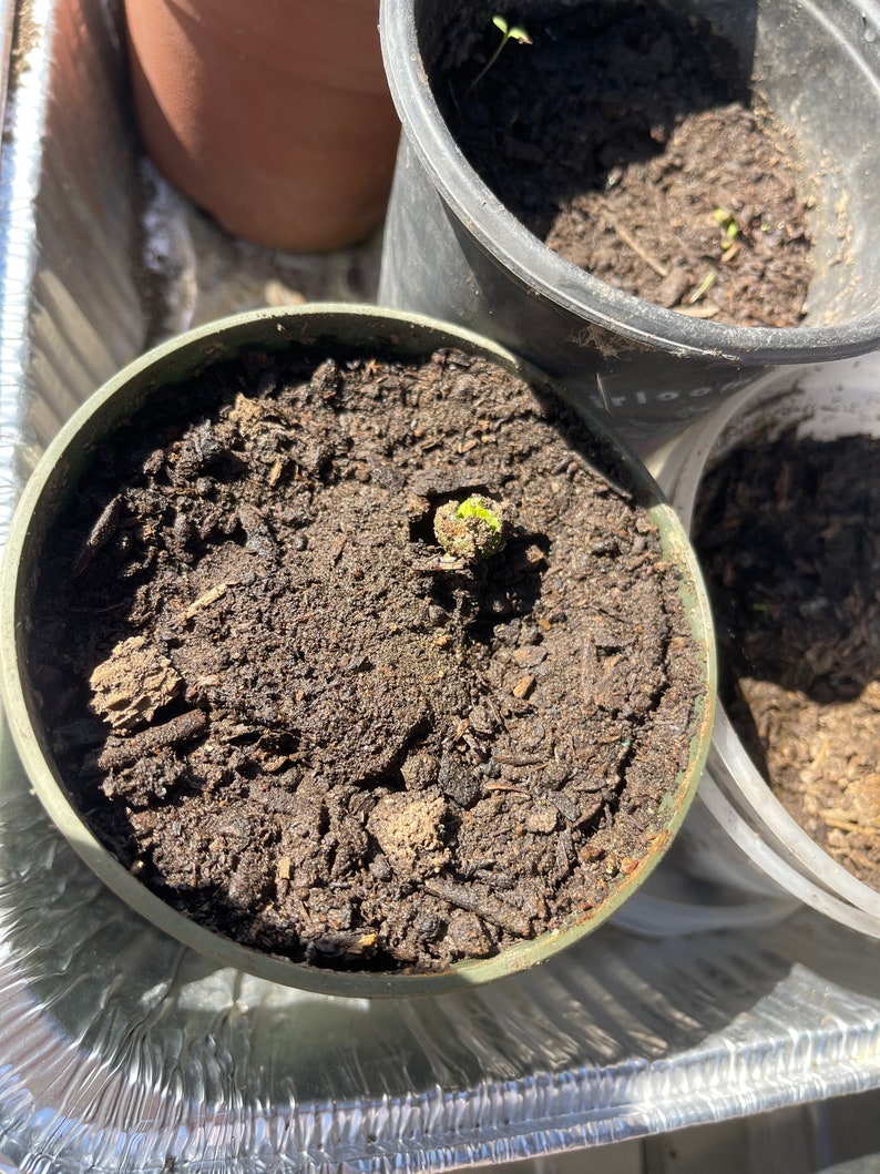 Curry Leaf Seedlings 1” to 4” (or 10 Seeds From 2024) and Mosquito ...