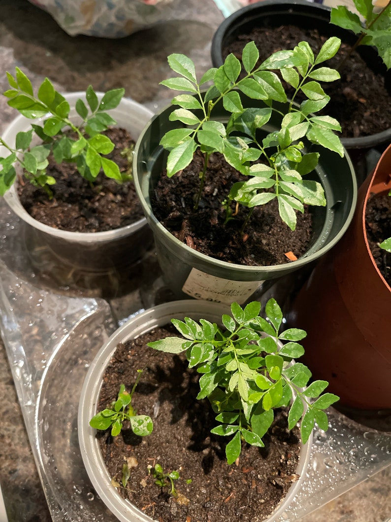 Curry Leaf Seedlings 1” to 4” (or 10 Seeds From 2024) and Mosquito ...