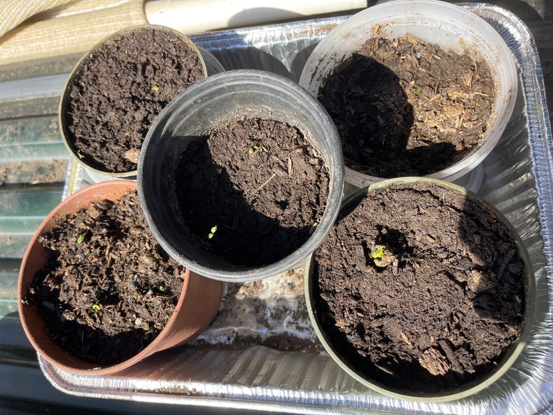 Curry Leaf Seedlings 1” to 4” (or 10 Seeds From 2024) and Mosquito ...
