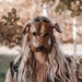 Dog Mask, Paper Mache Mask, Mask Art - Etsy
