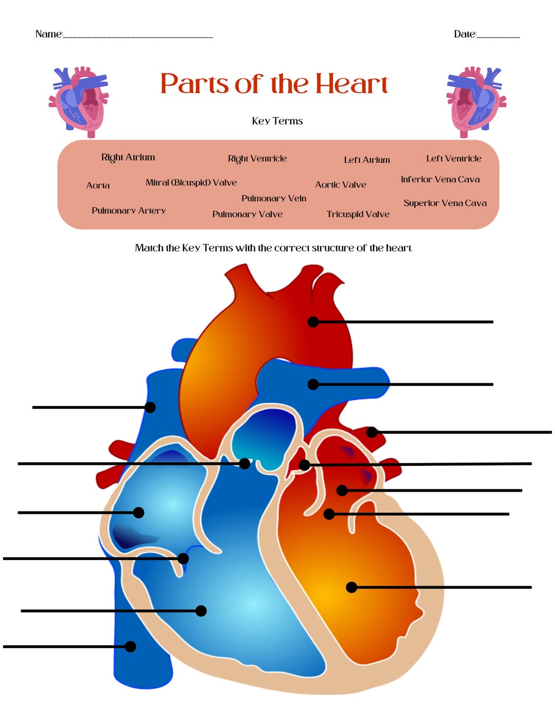 Parts of the Heart - Etsy