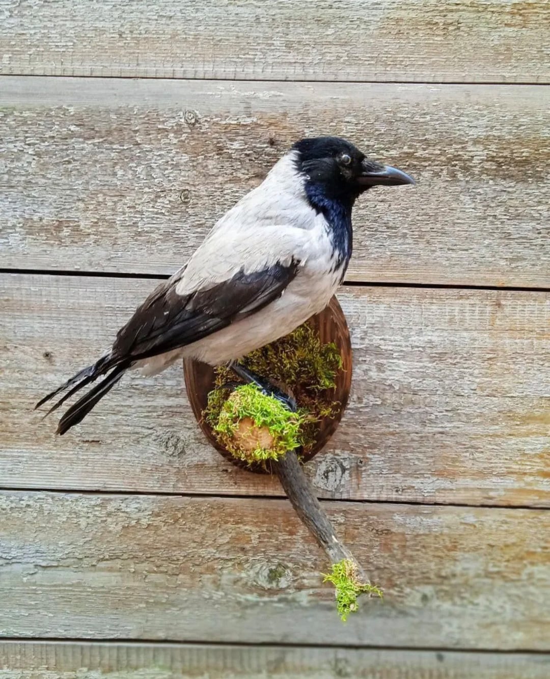 Hooded Crow Raven Taxidermy Bird Real Stuffed Stand Mount - Etsy