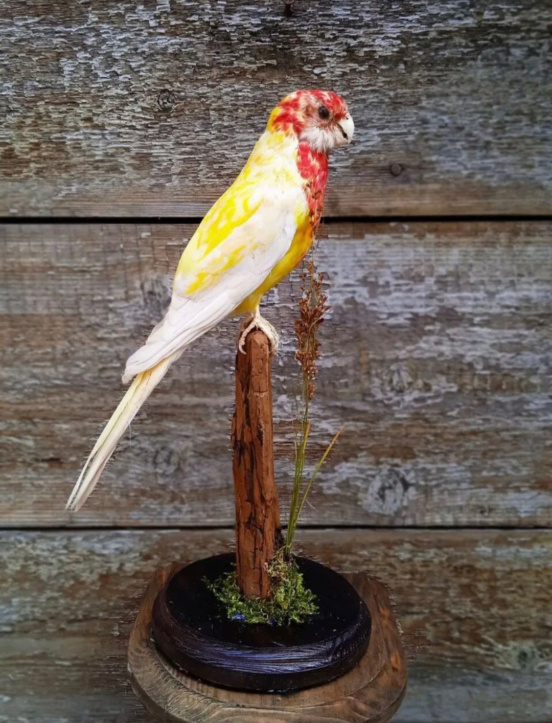 Hybrid Rosella Parrot Parakeet Taxidermy Stand Mount - Etsy