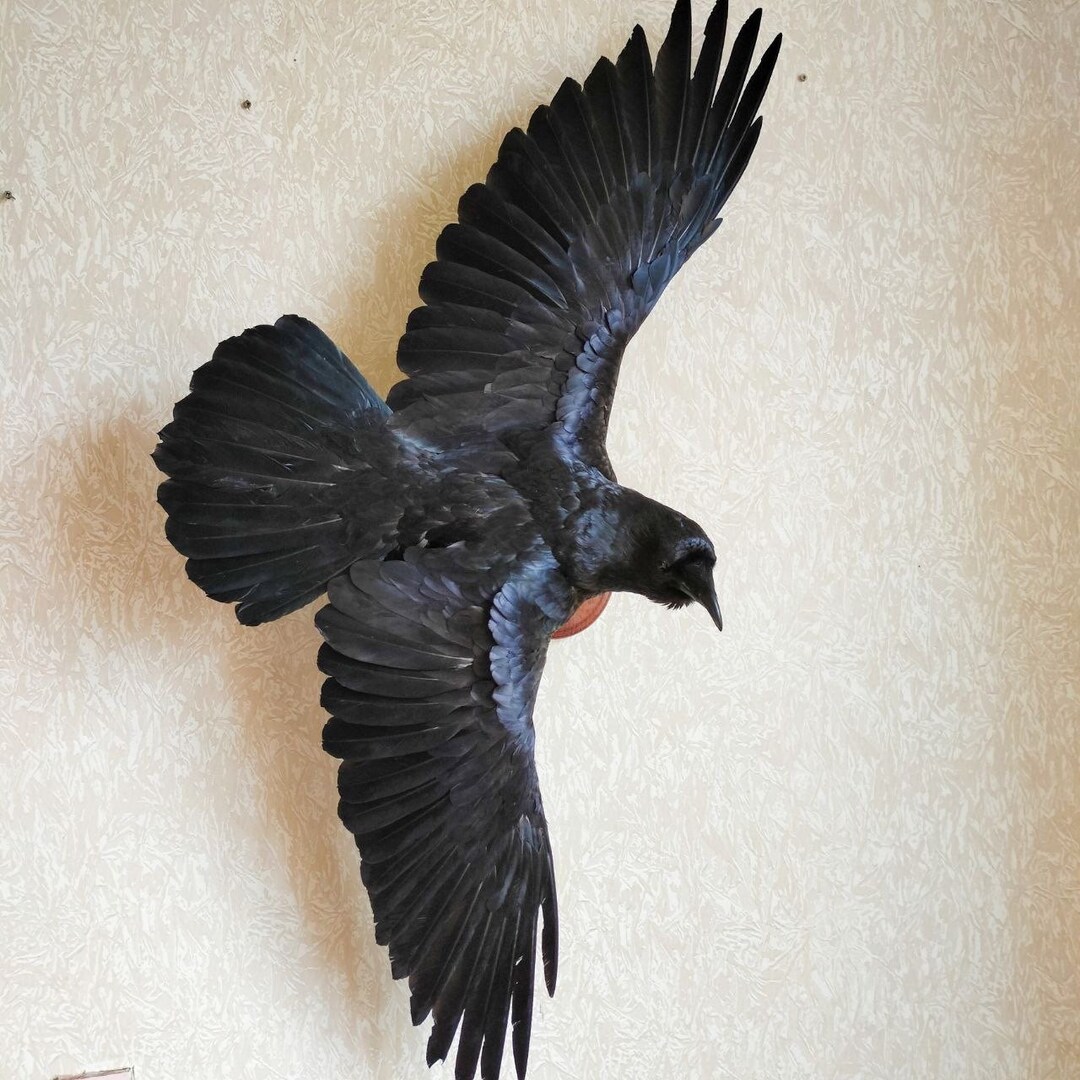 Raven Taxidermy Bird Real Stuffed Wall Mount Animal Gothic - Etsy