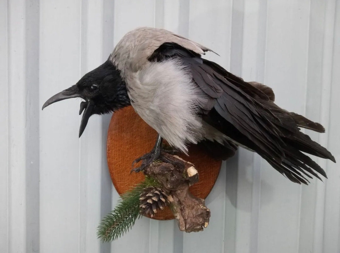 Hooded Crow Raven Taxidermy Bird Real Stuffed Stand Mount - Etsy