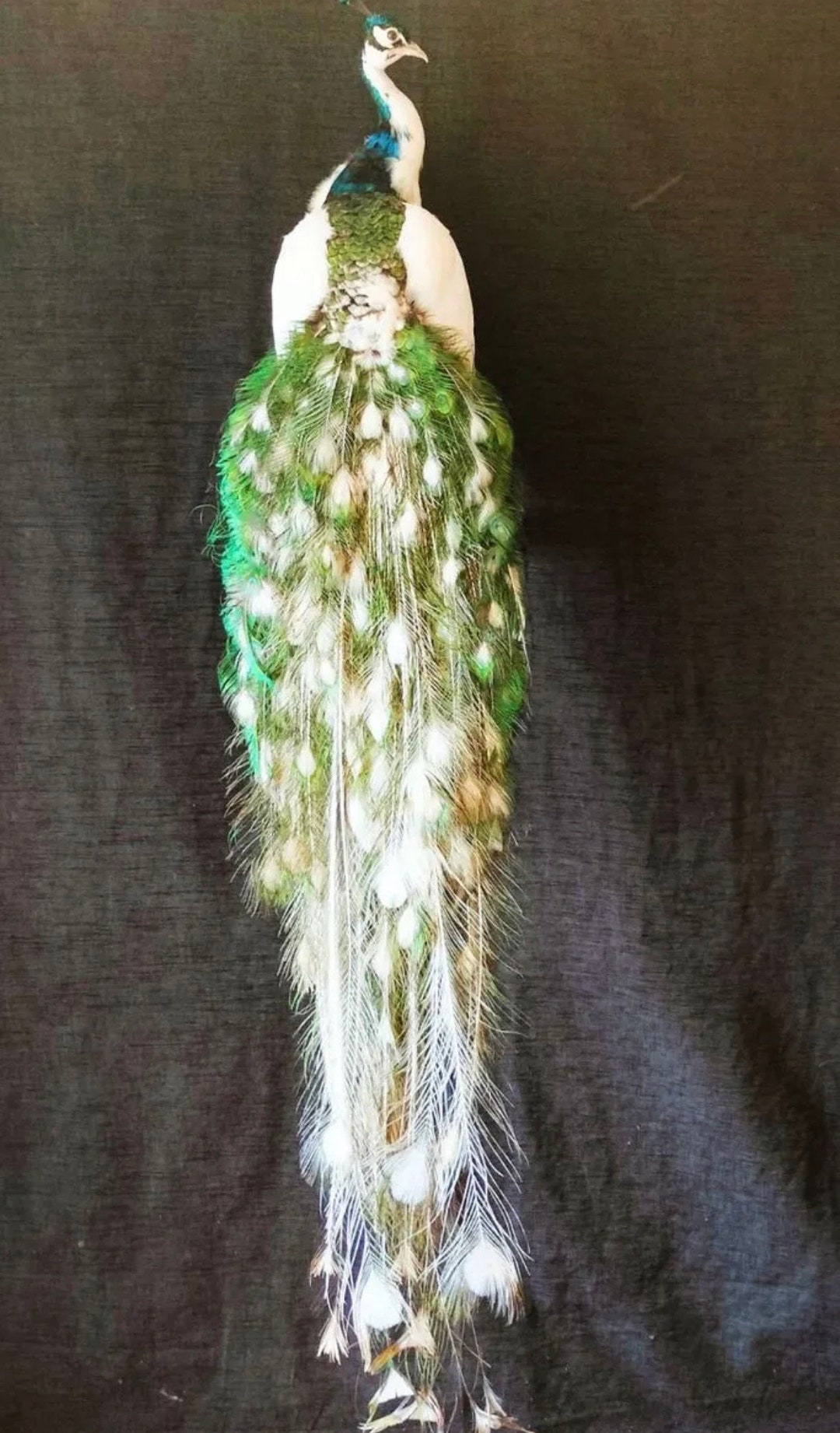 Pied Peacock pavo Cristatus Taxidermy Wall Mount - Etsy