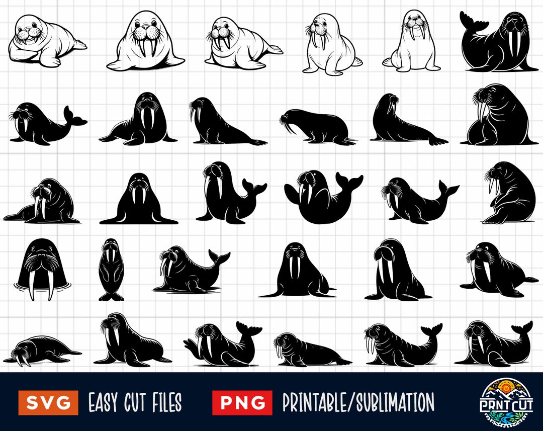 30 Walrus SVG Bundle, Walrus Svg Png, Walrus Coloring Page, Walrus Cut ...