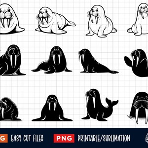 30 Walrus SVG Bundle, Walrus Svg Png, Walrus Coloring Page, Walrus Cut ...