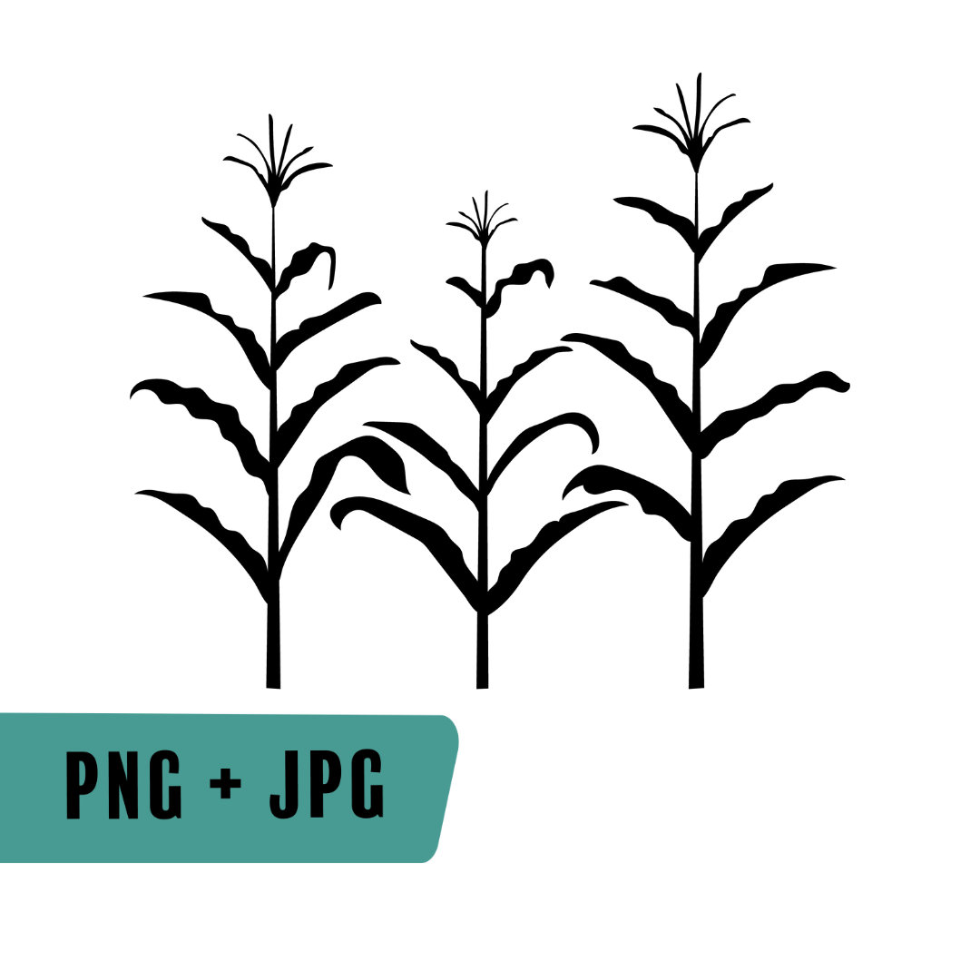 Corn Stalks Clip Art PNG and JPG - Etsy