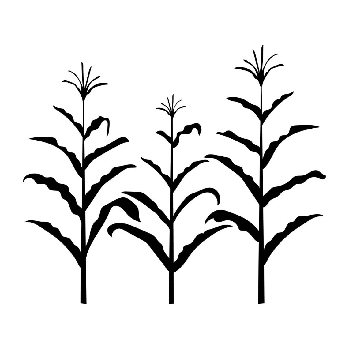 Corn Stalks Clip Art PNG and JPG - Etsy
