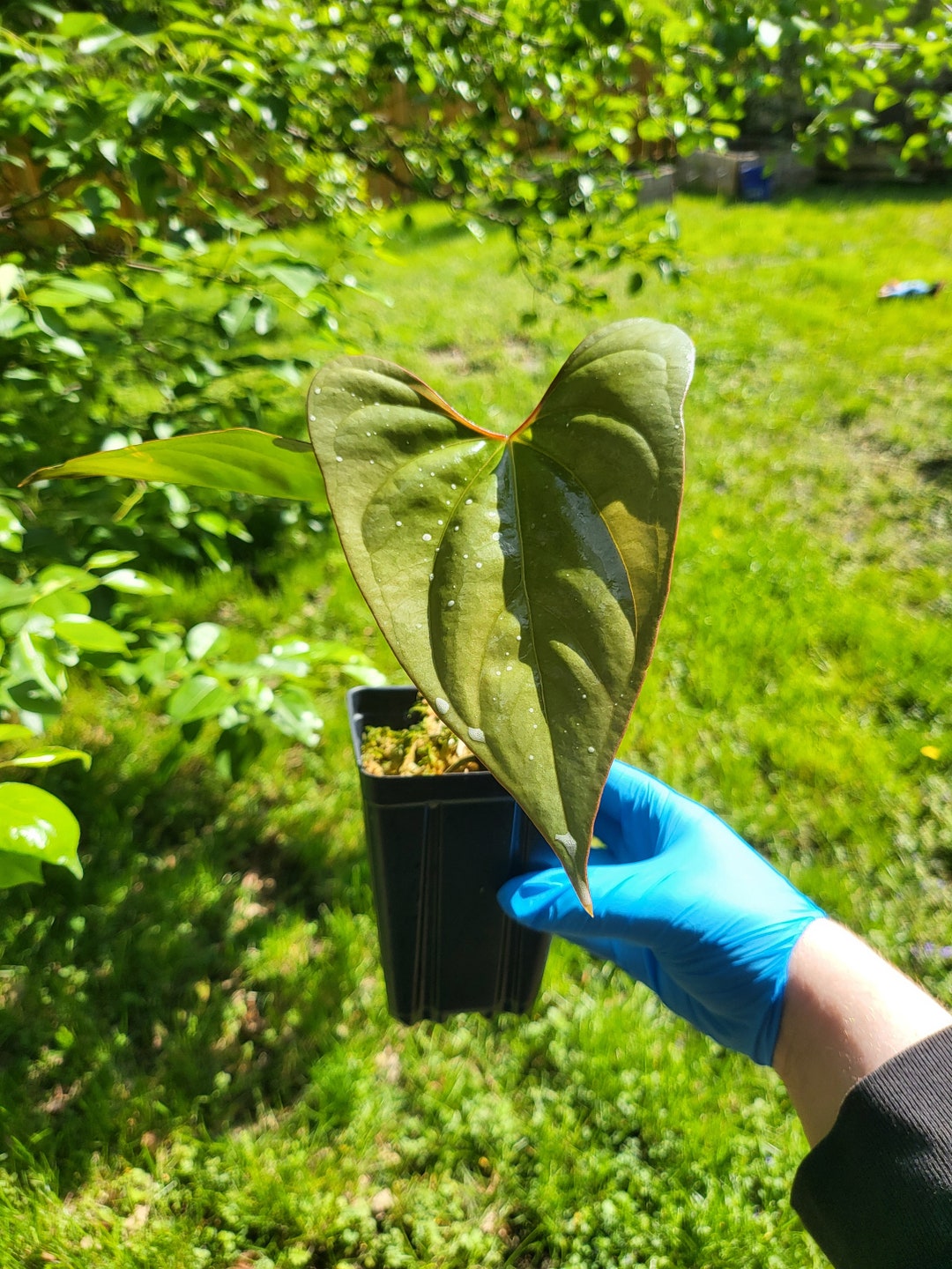 Anthurium Silver Peru Small Rooted Plant EXACT - Etsy