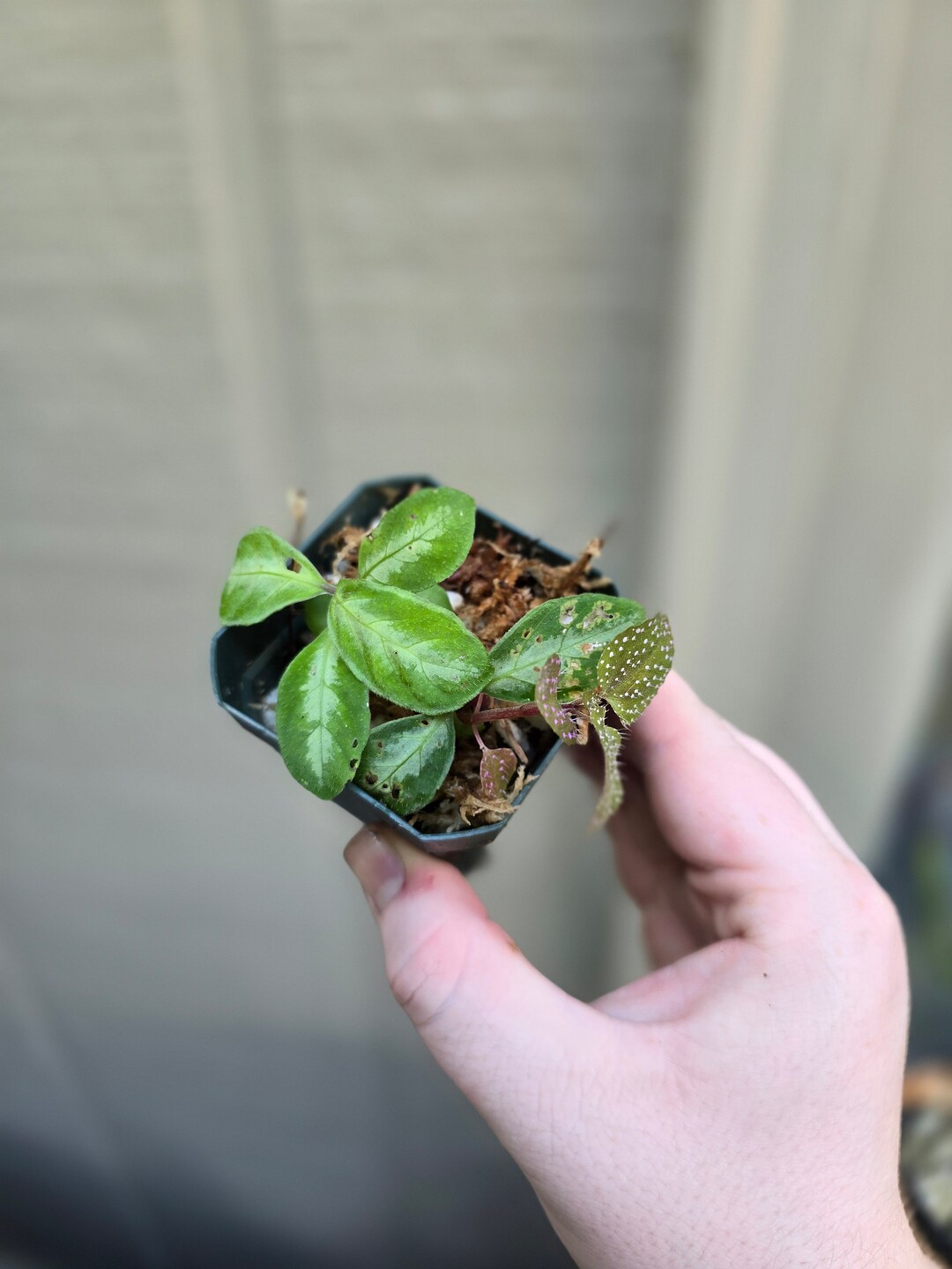 Ruellia Sp Ecuador Seedlings and Calvoa Sessiflora Seedling exact Plant ...