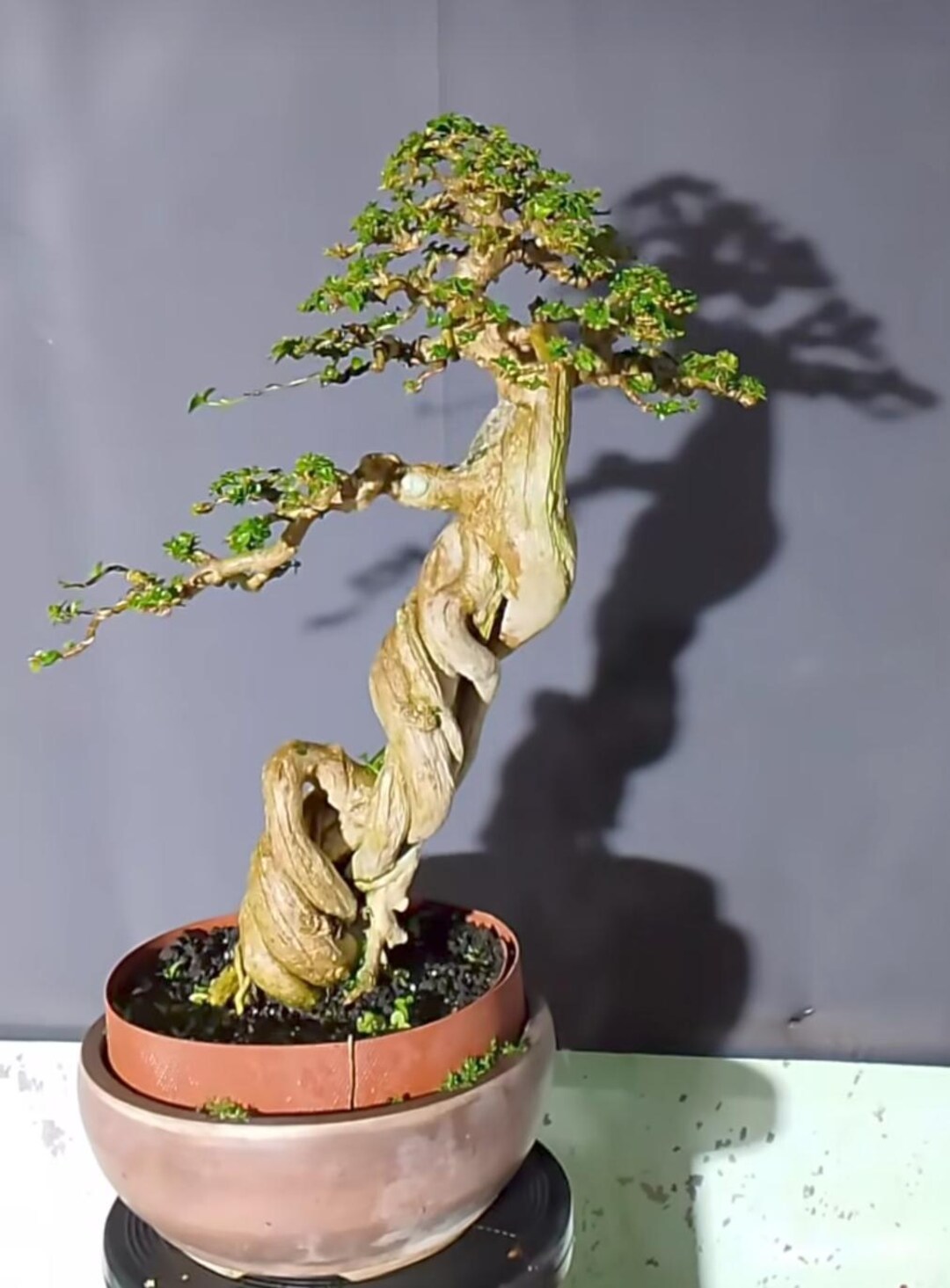Real Picture || Premna Microphylla || Medium Size || Expose Roots ...