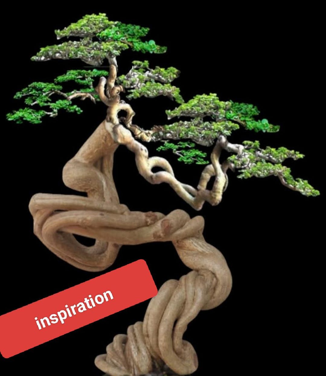 Bonsai Tree Premna Microphylla Split Trunk Bonsai Material Mame Size ...