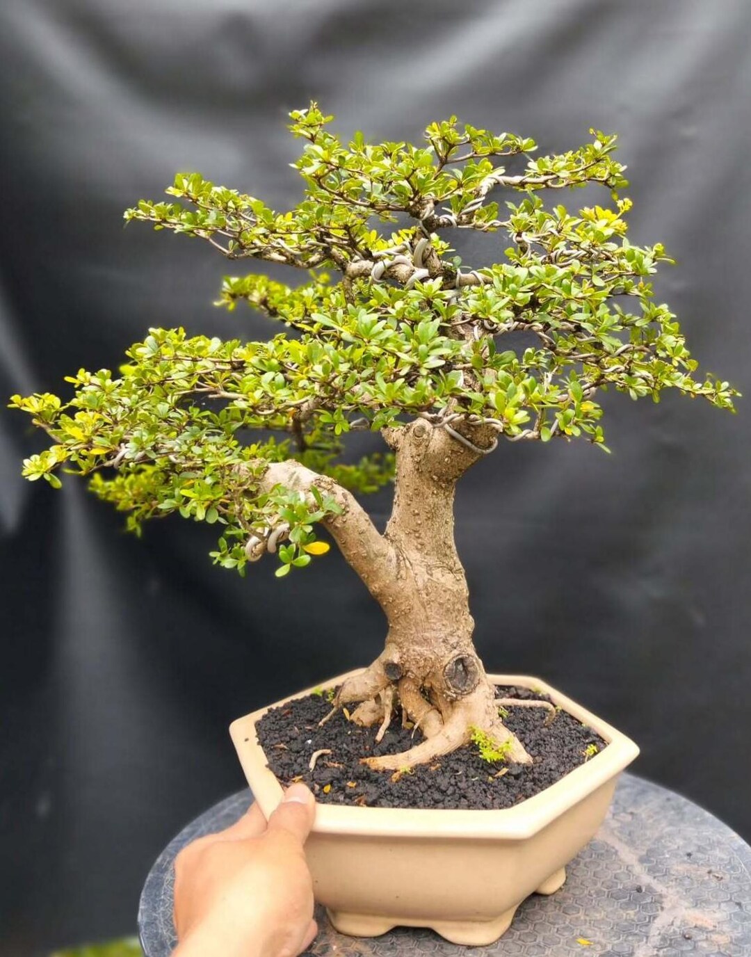 Real Picture || Bucida Spinosa || Black Olive || Medium Size ...