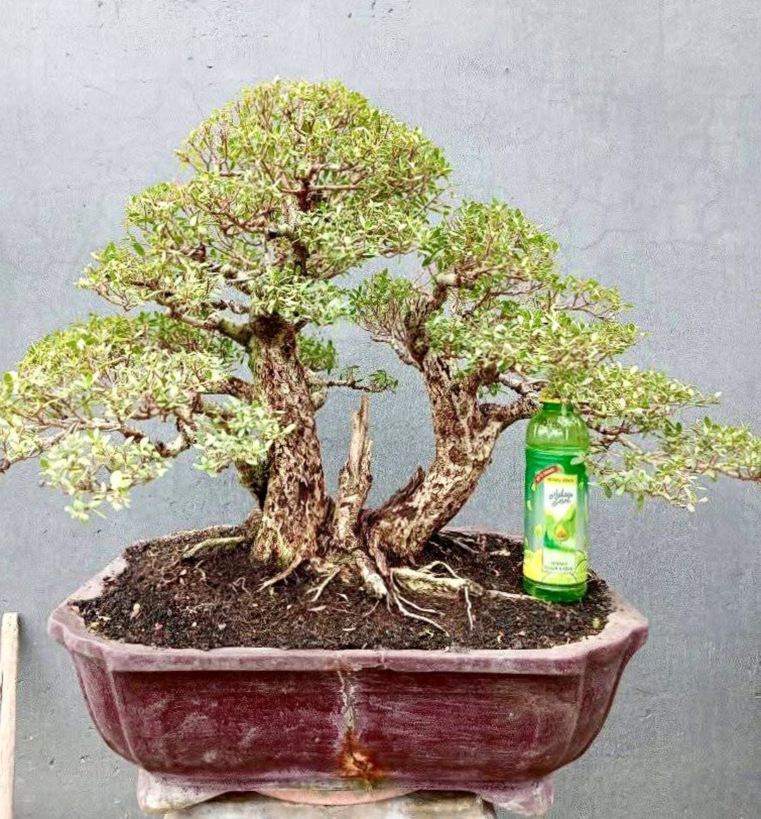 Real Picture || Pemphis Acidula || Medium Size || Bonsai Tree || Unique ...