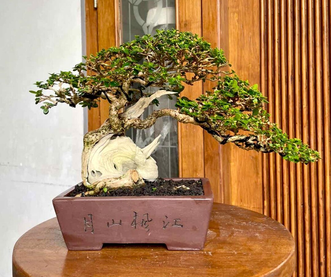 Real Picture || Premna Microphylla || Small Size || Amazing Style - Etsy