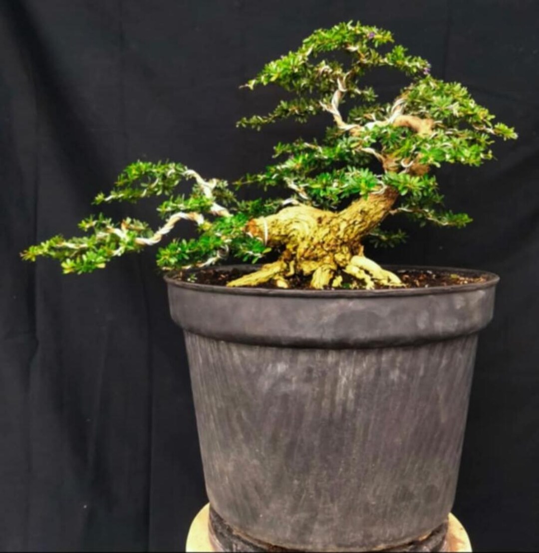 Bonsai Tree || Desmodium Sp || SSMV || Small Size || Free Phytosanitary ...