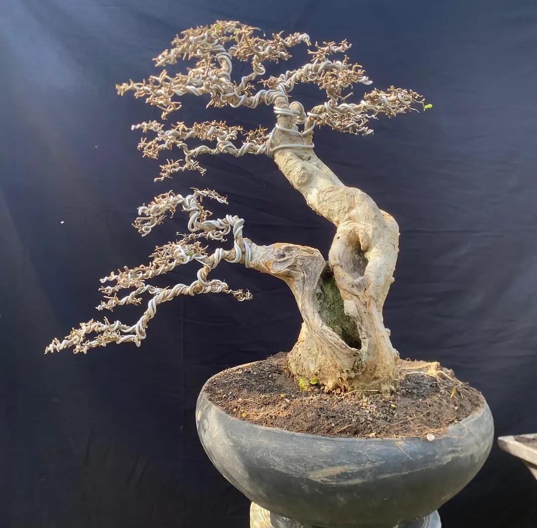 Bonsai Tree || Streblus Asper || Medium Size || Old Tree || Free Phytosanitary - Etsy