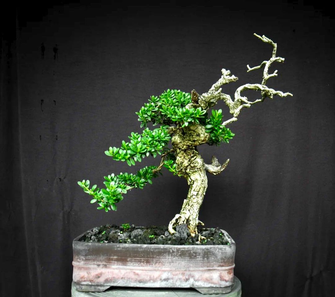 Real Picture || Pemphis Acidula || Medium Size || Old Tree || Unique ...