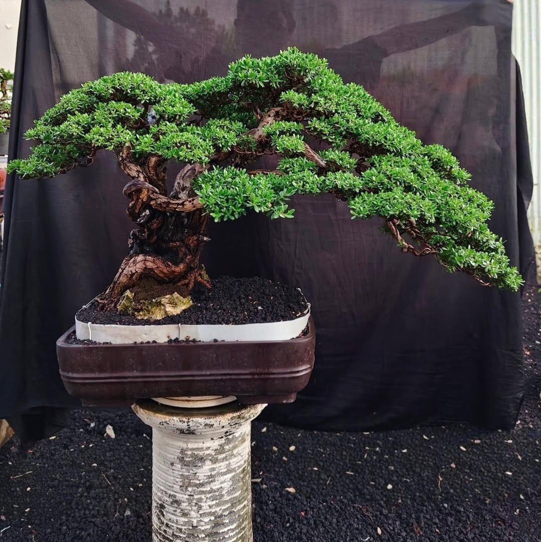 Pemphis Acidula Bonsai Tree | Medium Size, Unique Style - Etsy