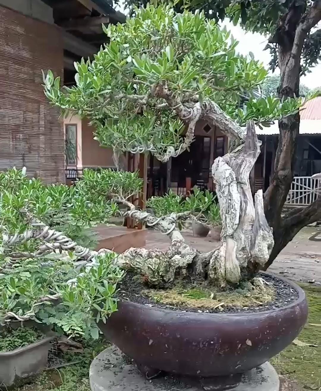 Real Picture || Pemphis Acidula || Medium Size || Bonsai Tree || Unique ...