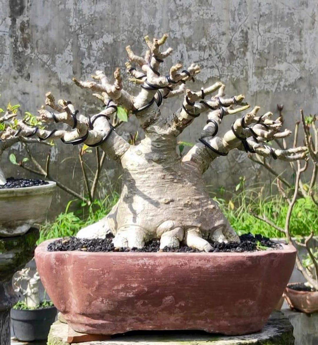 Adenium Bonsai | Ra Chi Nee, Big Trunk, Rare Speck Contest - Etsy Canada
