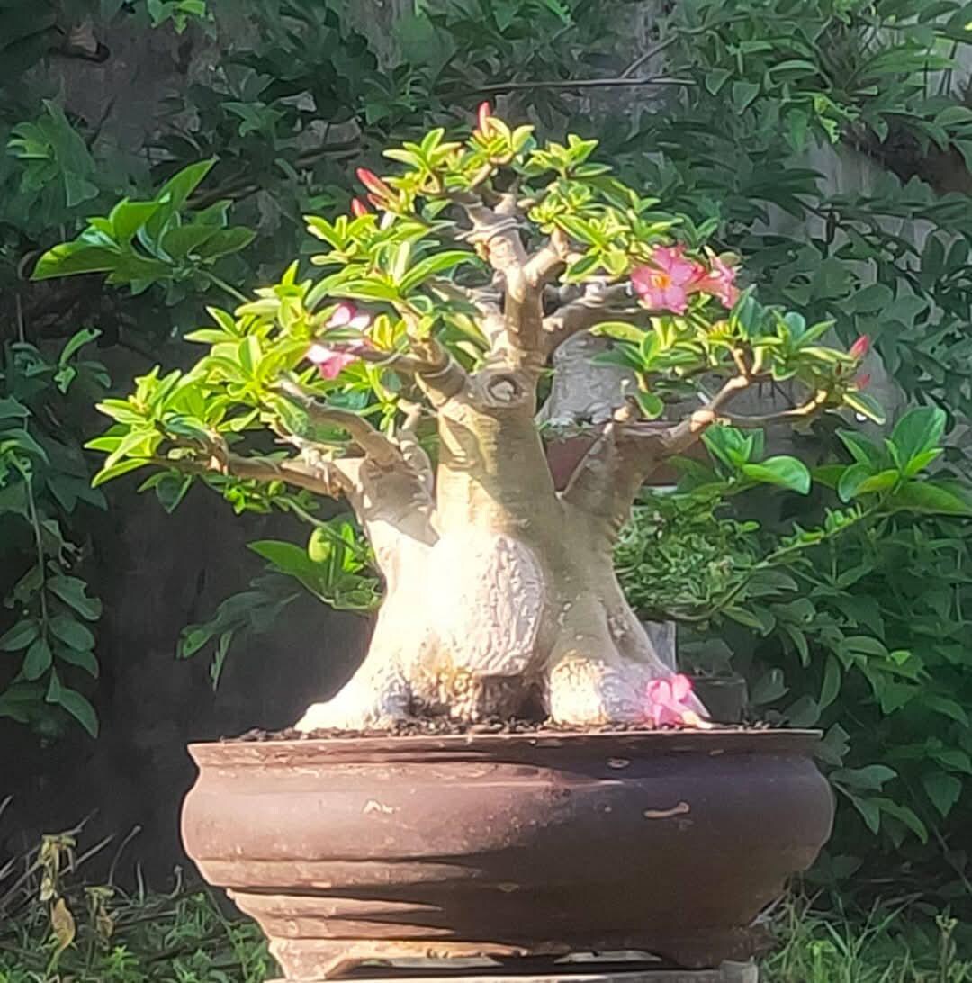 Real Picture || Adenium RCN ( Ra Chi Nee ) || Adenium Character || Big ...