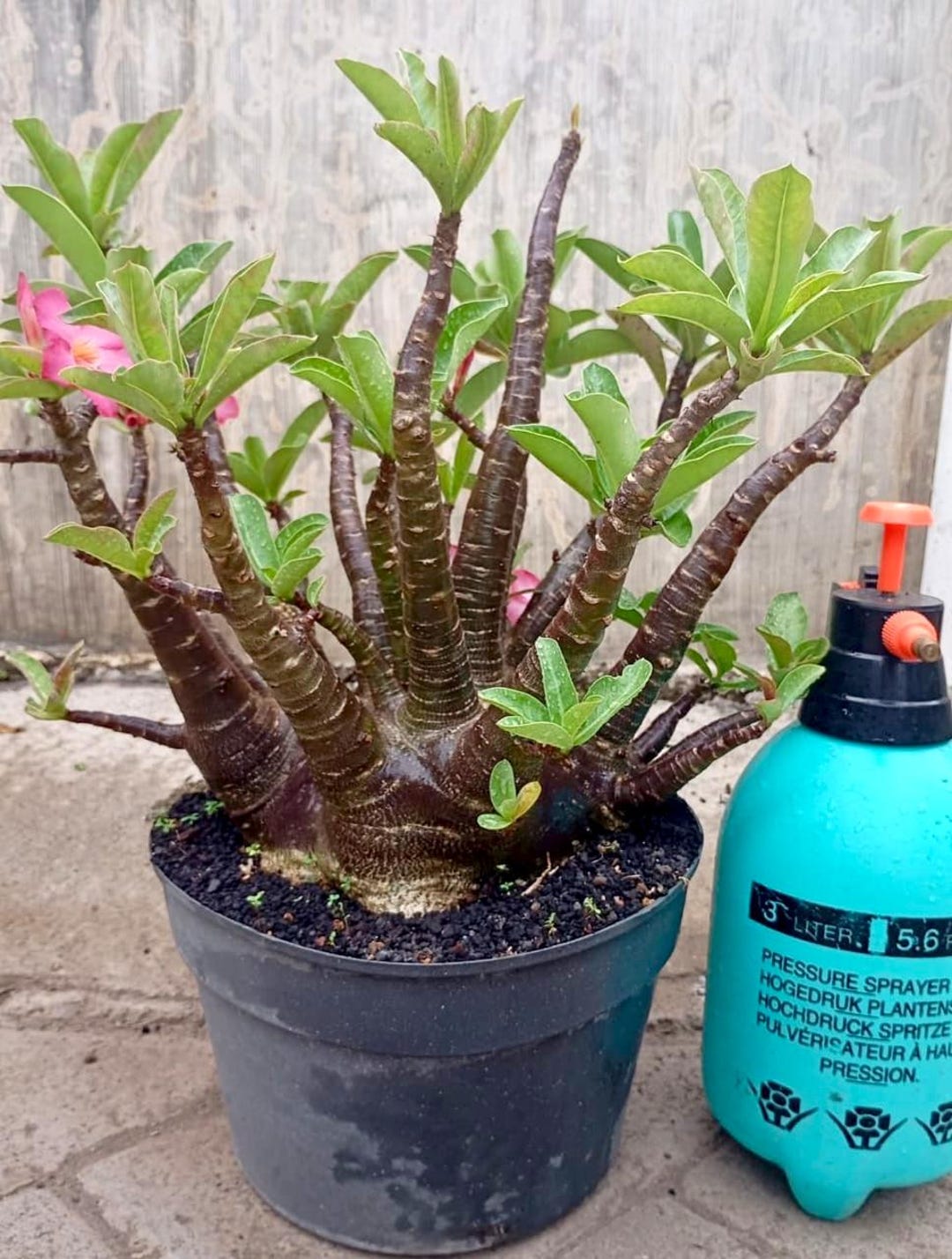 Black Widow Adenium Bonsai | Kalamae Desert Rose, Super Rare - Etsy