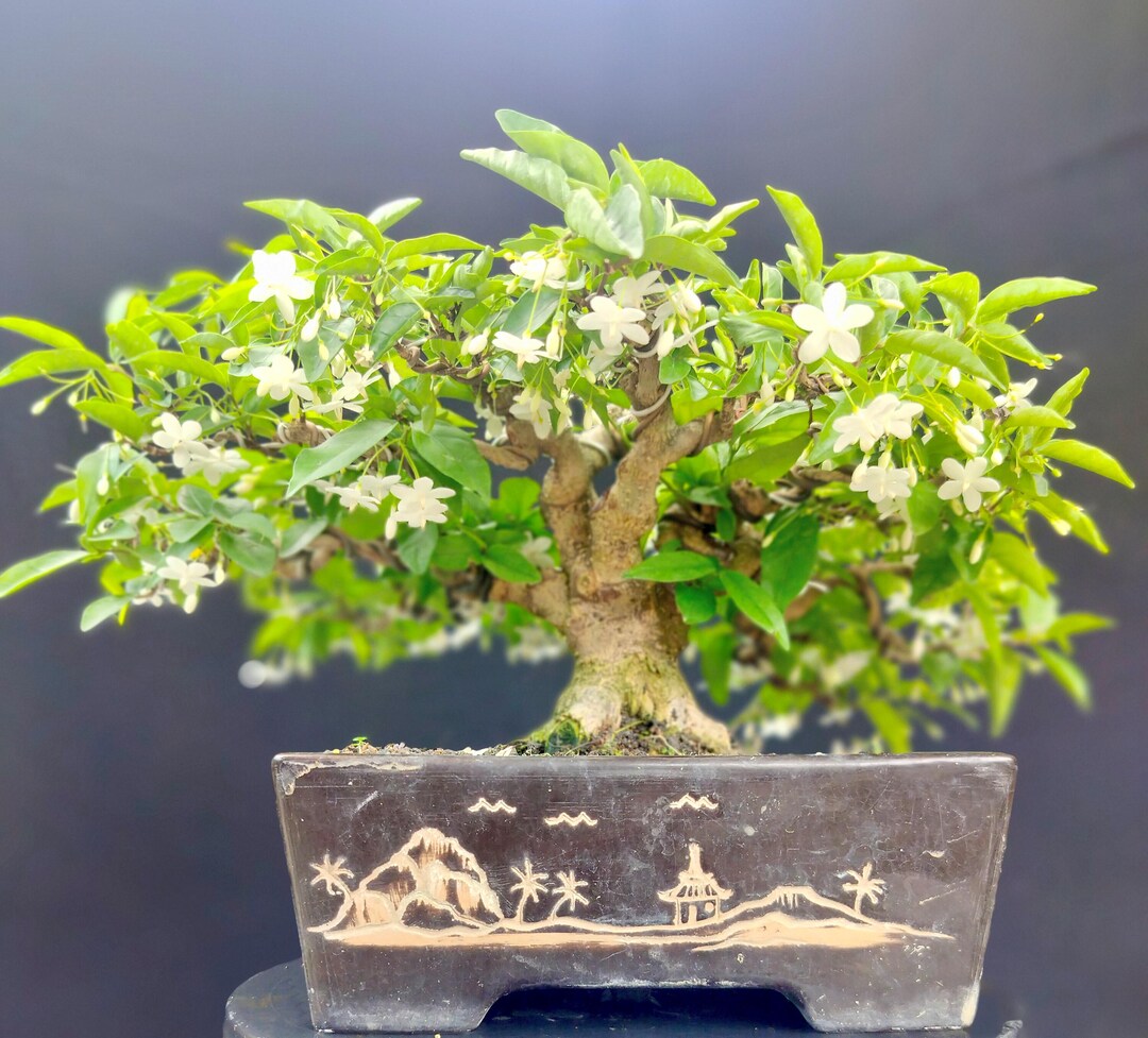 Real Picture || Wrightia Religiosa || Water Jasmine || Small Size ...