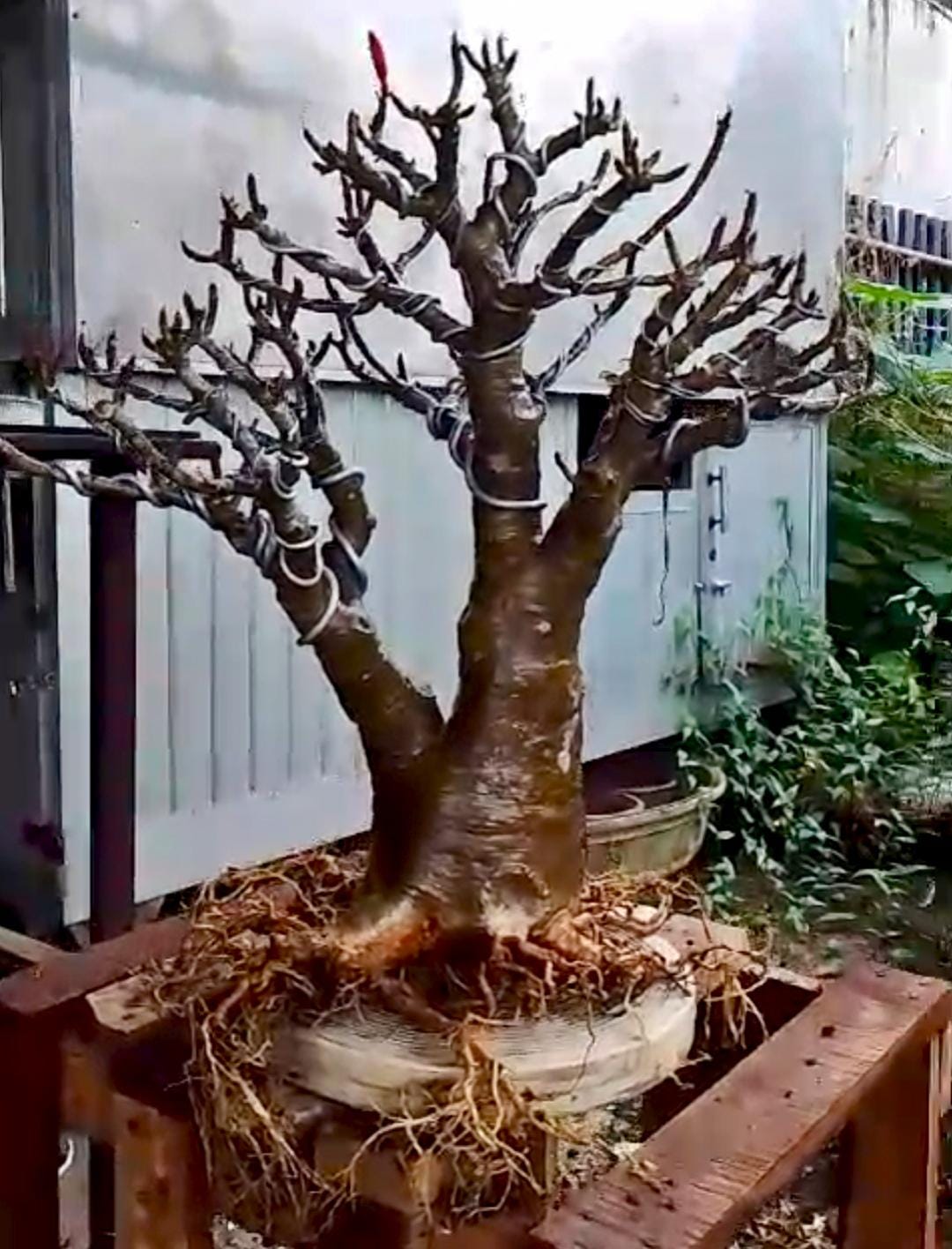Adenium Bonsai | Großer Stamm, Ra Che Nee (RCN) - Etsy.de