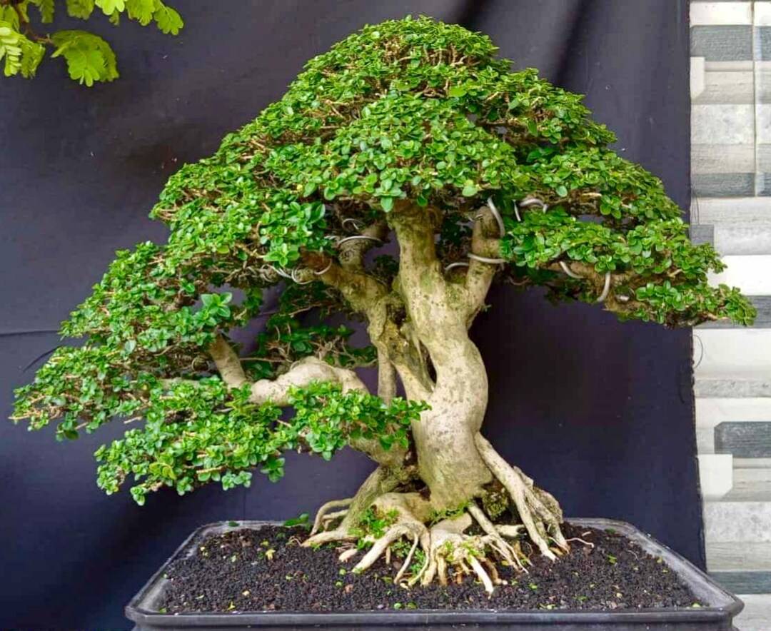 Real Picture || Premna Microphylla || Beautifull Bonsai || Bonsai Tree ...