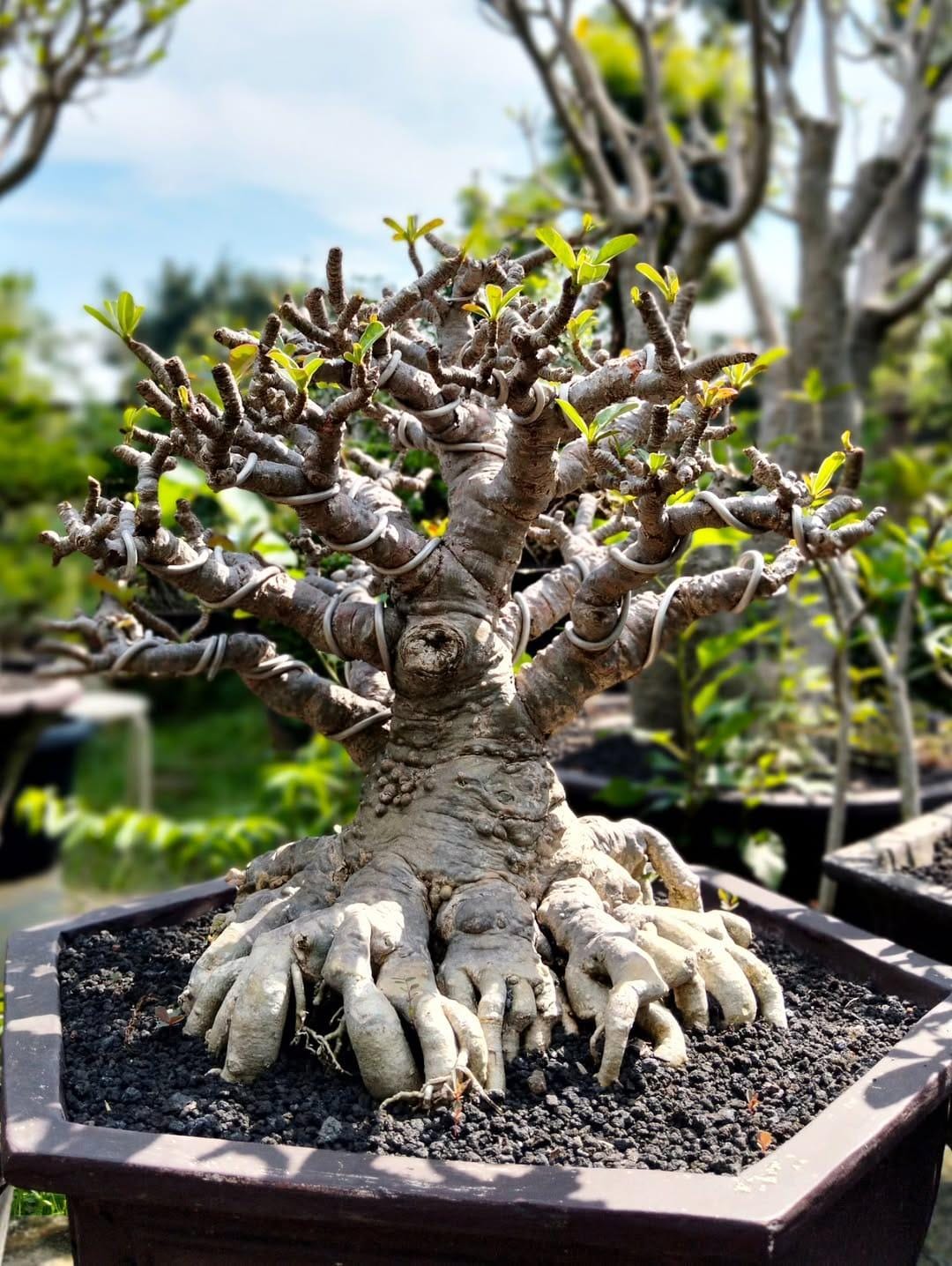 Adenium Bonsai | Old RCN Tree, Big Bump - Etsy