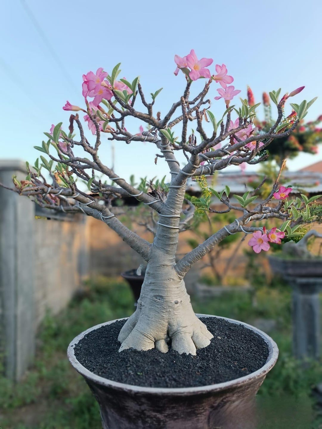Real Picture || Adenium Thaisoco KHZ || RCN || Adenium Caracter ...