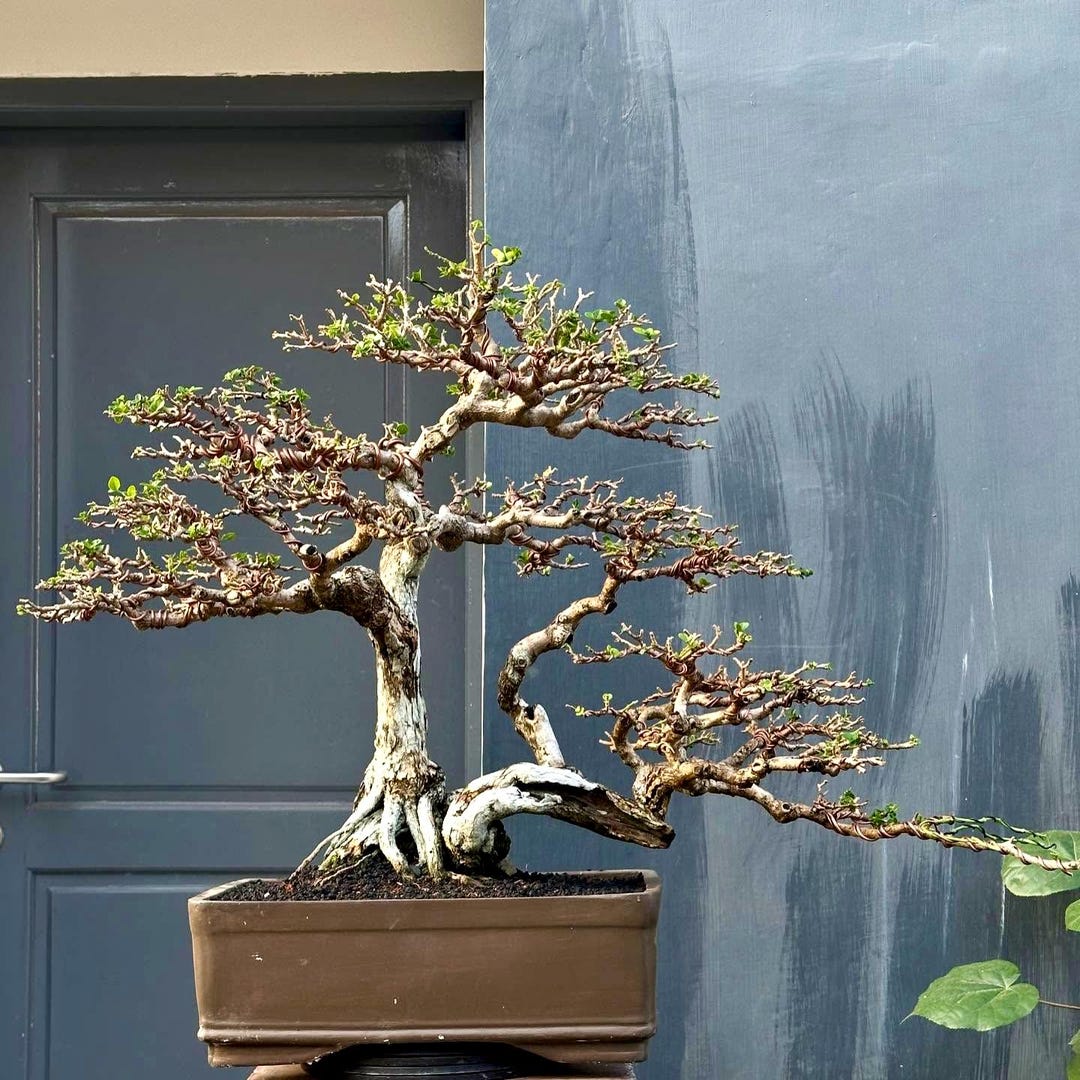 Premna Microphylla Bonsai Tree | Unique Style, Medium Size - Etsy
