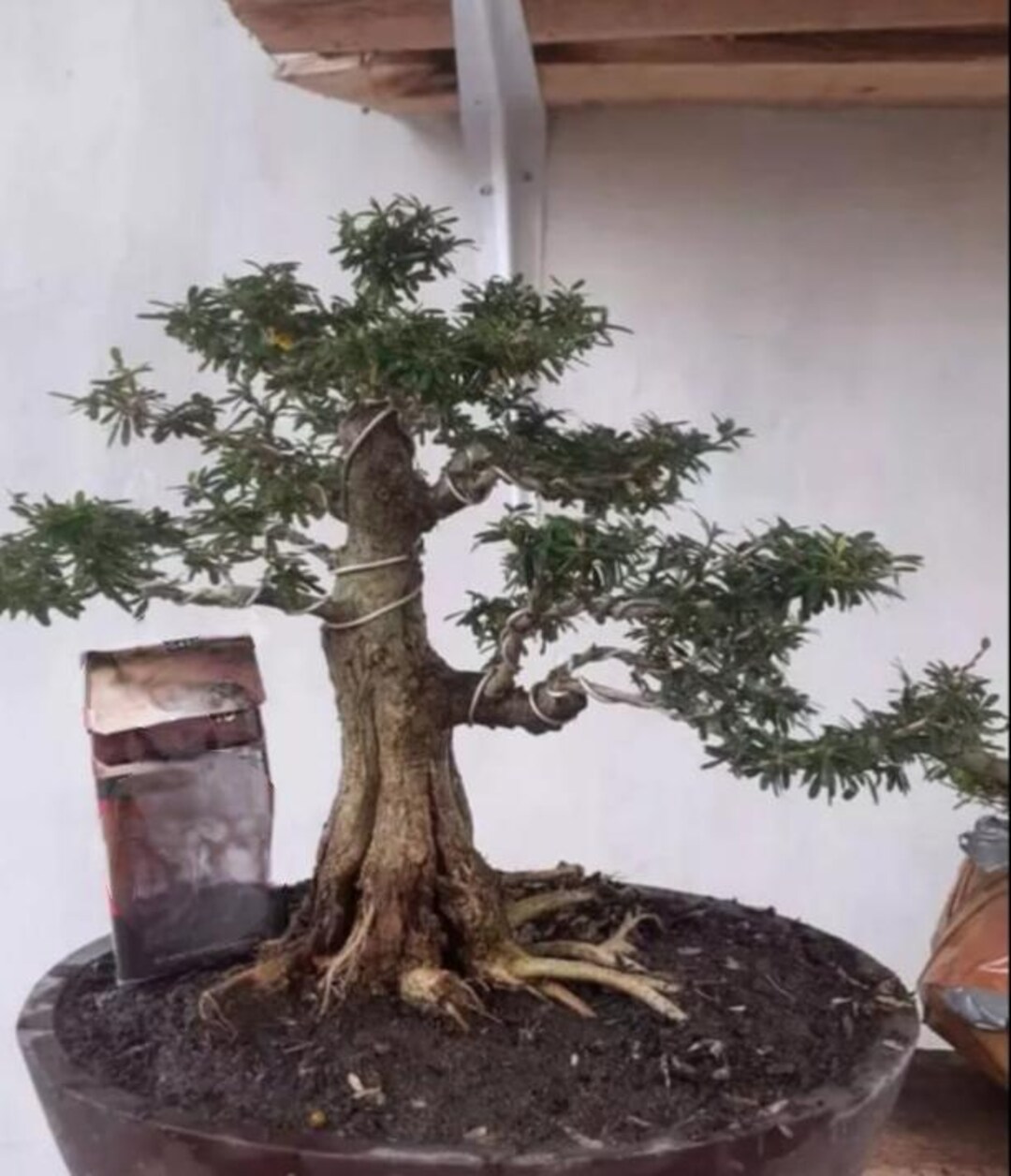 Bonsai Tree || Desmodium Blue Bell || Small Size || Free Phytosanitary ...