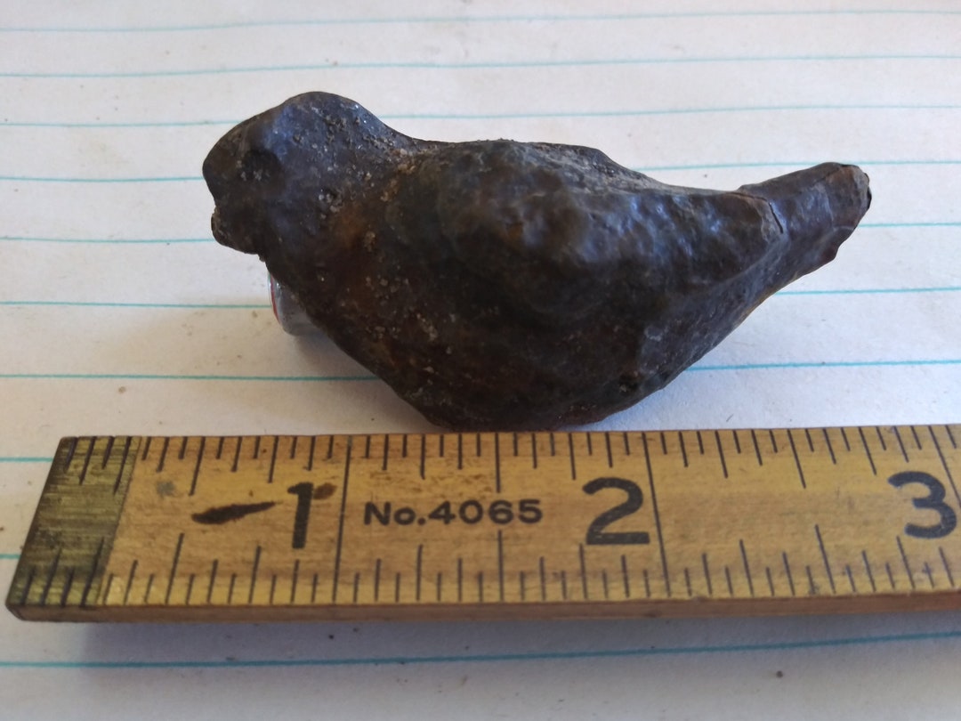 Ancient Native American Bird Stone Arkansas River Oklahoma - Etsy