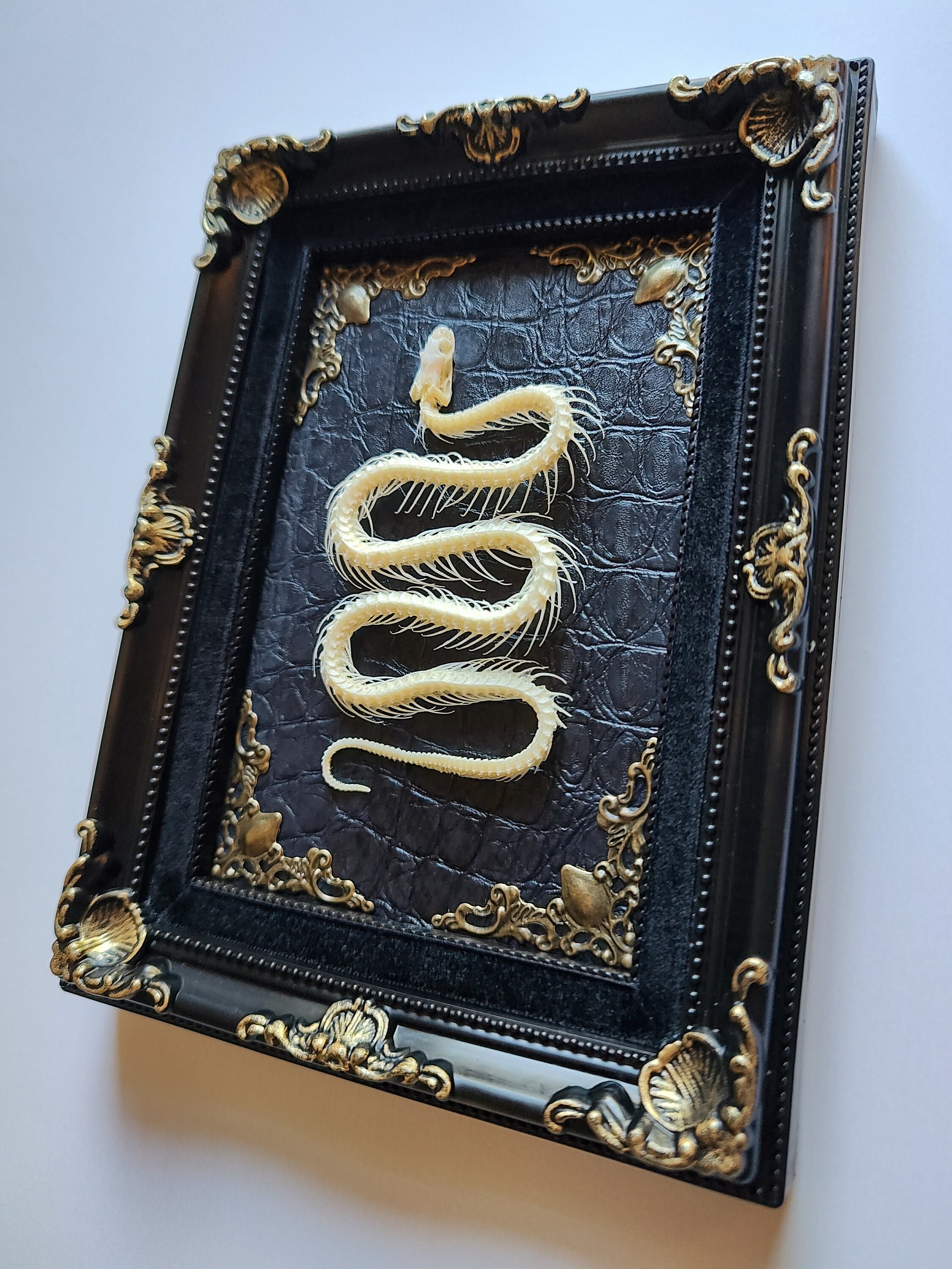 Real Taxidermy Snake Skeleton on Ornate Gothic Black Plastic Frame 8 X ...