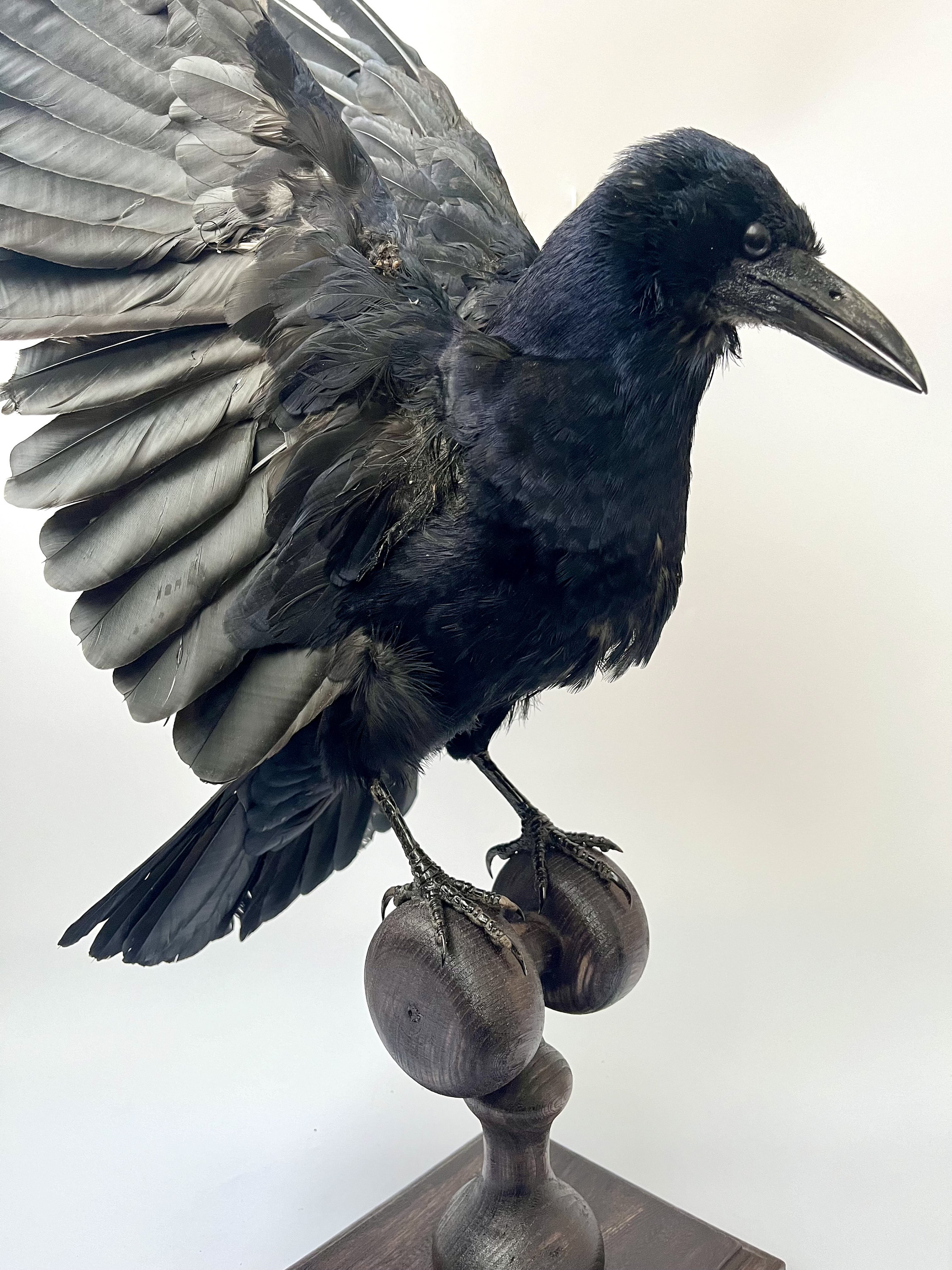 Rook Taxidermy Bird Real Stuffed Mount Animal Gothic Tattoo Driftwood ...