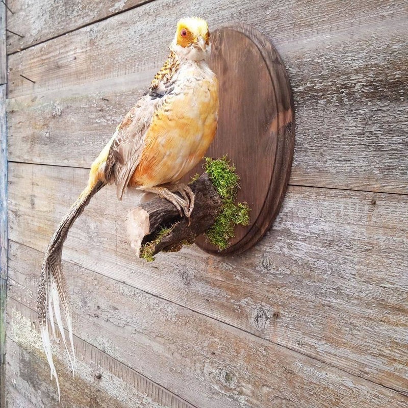 Stuffed Animal Wall Mount - Etsy