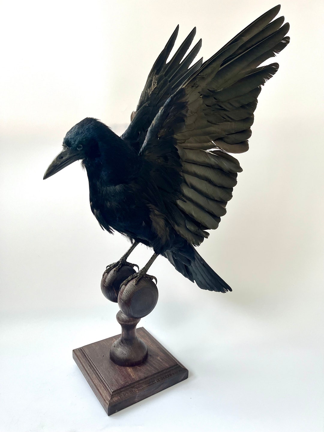 Rook Taxidermy Bird Real Stuffed Mount Animal Gothic Tattoo Driftwood ...