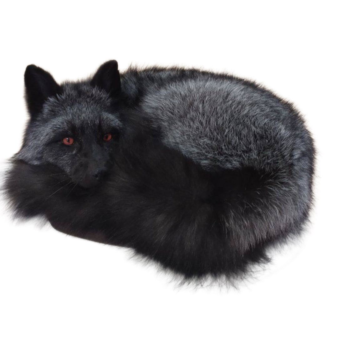 Silver Fox vulpes Vulpes Taxidermy Stand Mount Natural Size Mounts ...