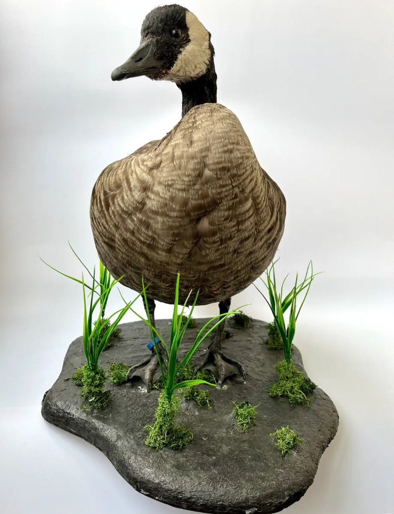Canada Goose Taxidermy Specimen Mounts Stuffed Decor Stand Mount - Etsy