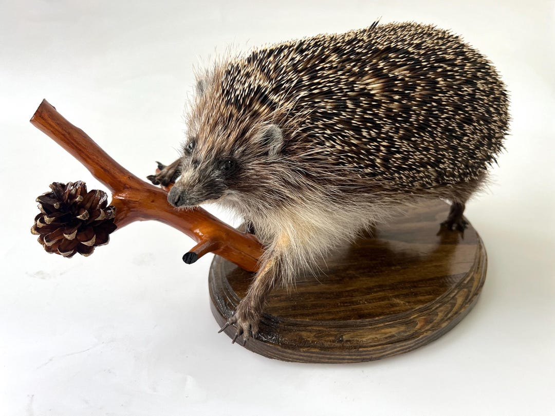 European Hedgehog (erinaceus Europaeus) Taxidermy Stand Mount Home ...