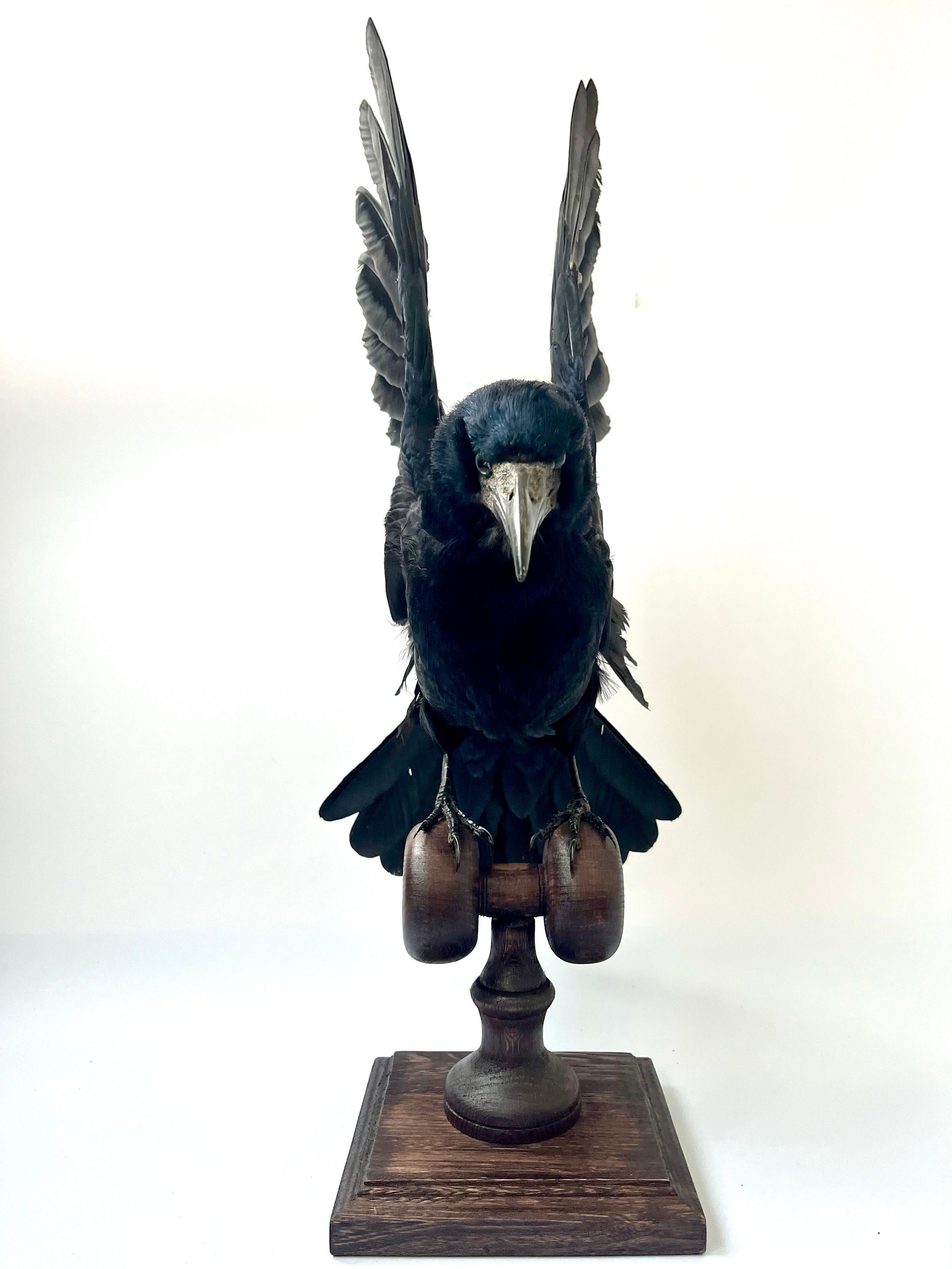 Rook Taxidermy Bird Real Stuffed Mount Animal Gothic Tattoo - Etsy