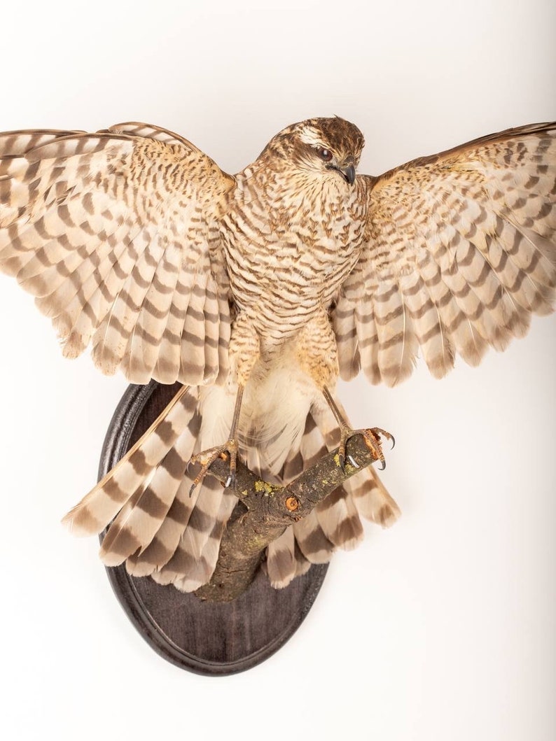 Eurasian Sparrow Hawk accipiter Nisus Taxidermy Mounts Bird Wall Mount ...