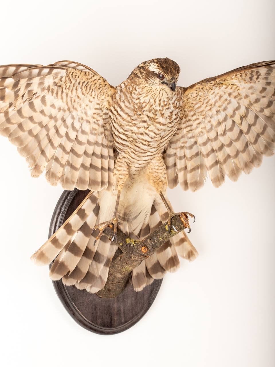 Eurasian Sparrow Hawk accipiter Nisus Taxidermy Mounts Bird Wall Mount ...